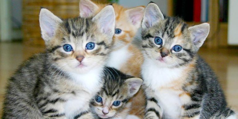 It's Respect Your Cat Day: 5 Ways You Can Make It Purrfect | 107.5 Kool FM