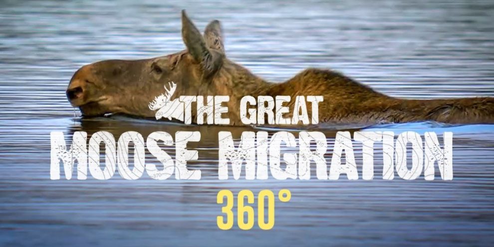 Looking for Something to Watch? Tune In to the Great Moose Migration ...