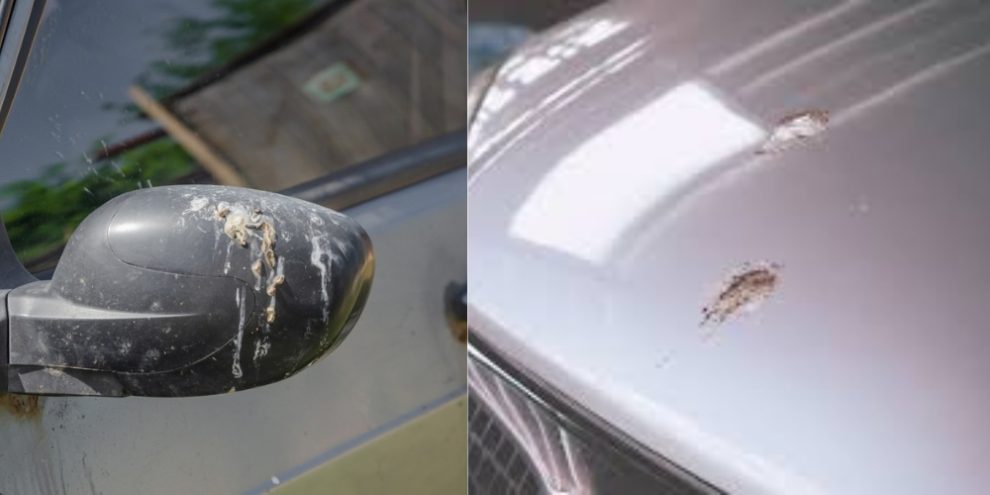 Birds Poop on Some Cars More Than Others — and Apparently, It’s ...